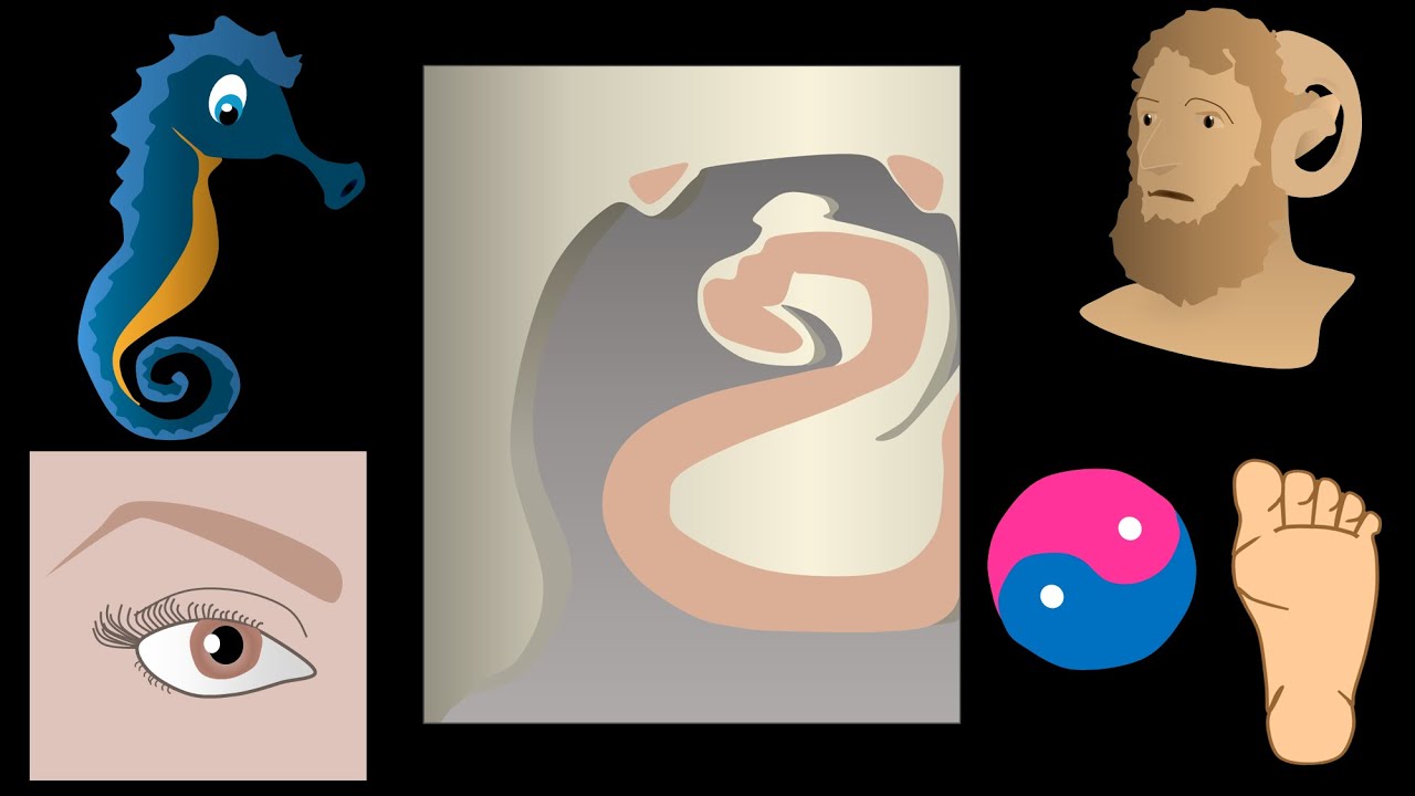 Hippocampal Anatomy Made EASY! - YouTube