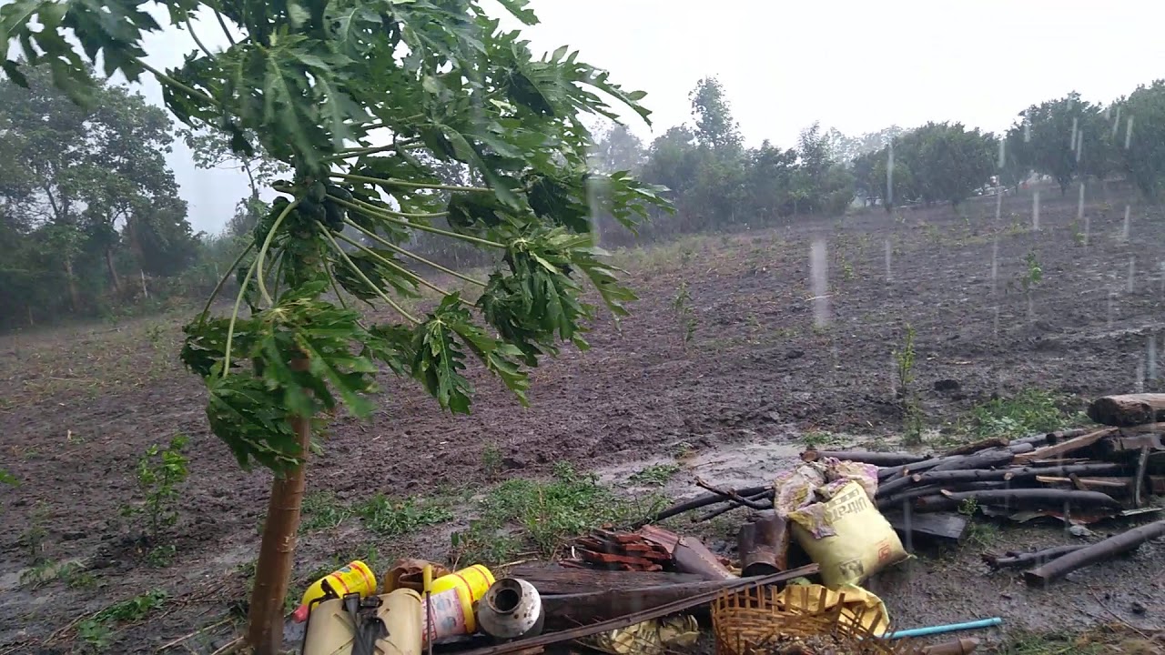 #_Rainy_Season_Farm - YouTube