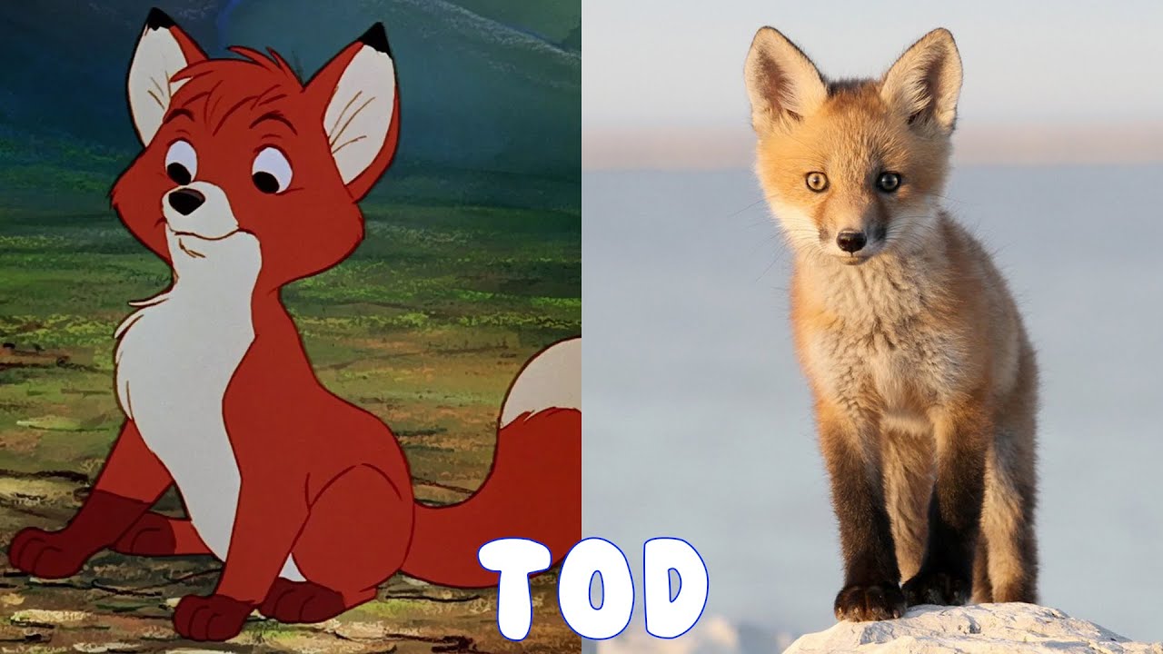 The Fox and the Hound Animals in Real Life - YouTube