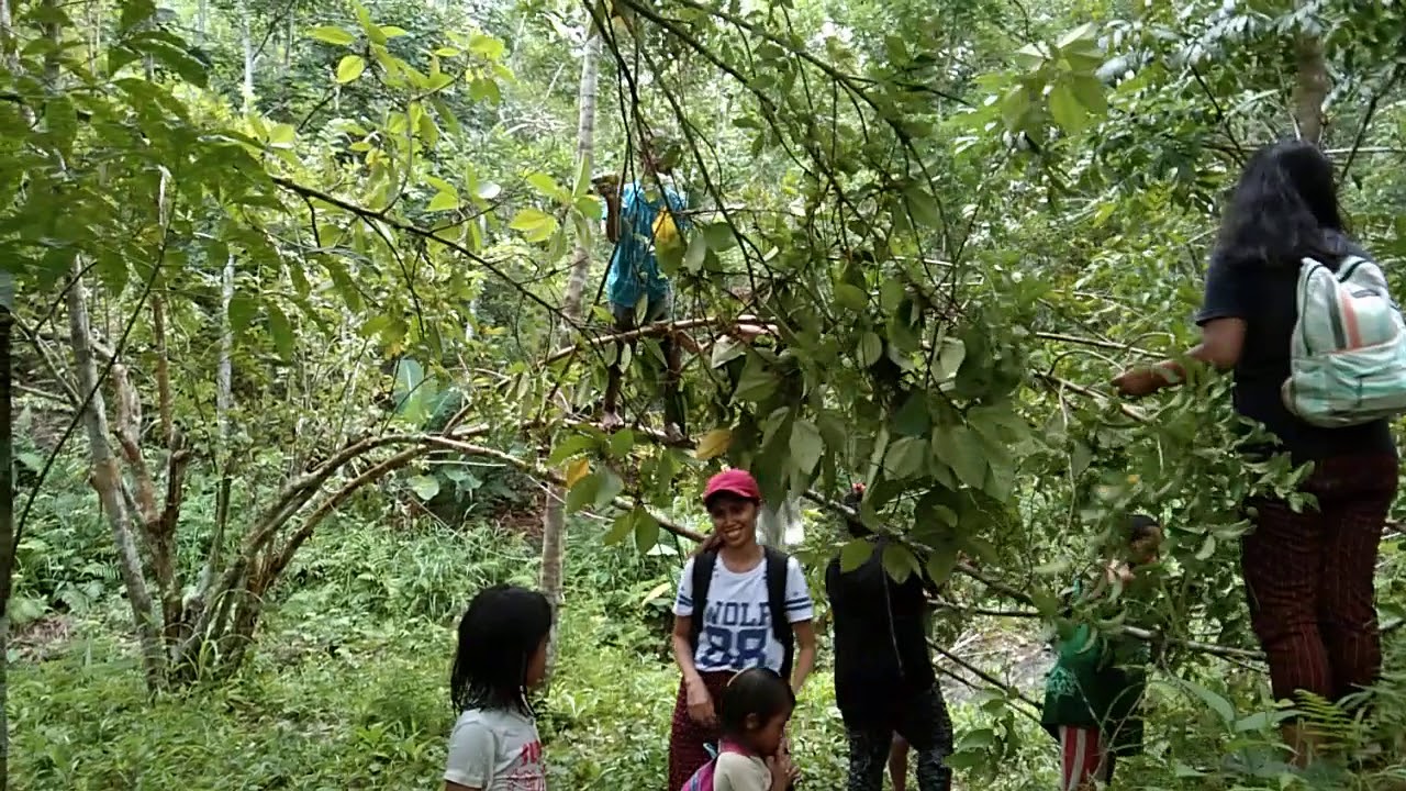 How to pick guava fruits 😆😆😆 - YouTube