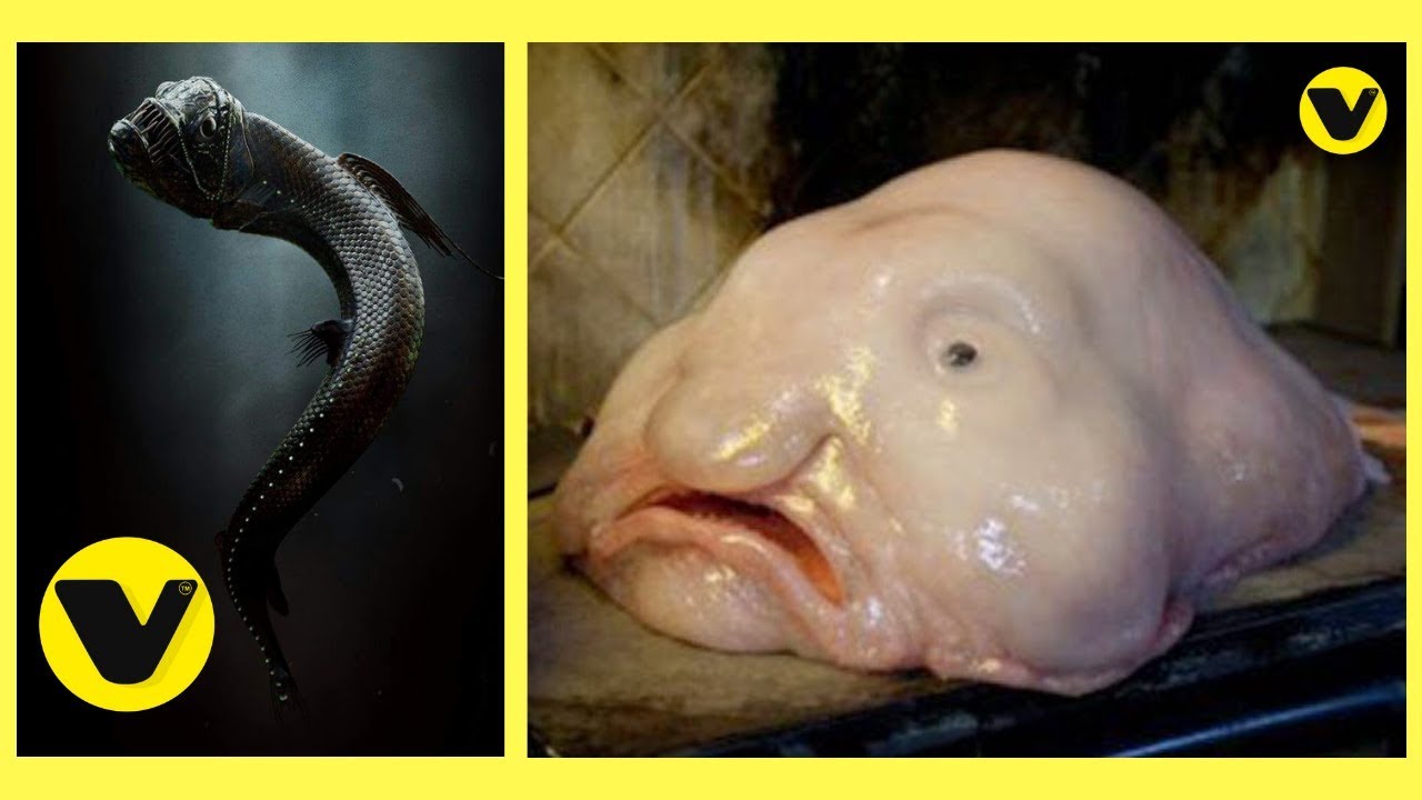 top 10 animales marinos mas raros del mundo - YouTube