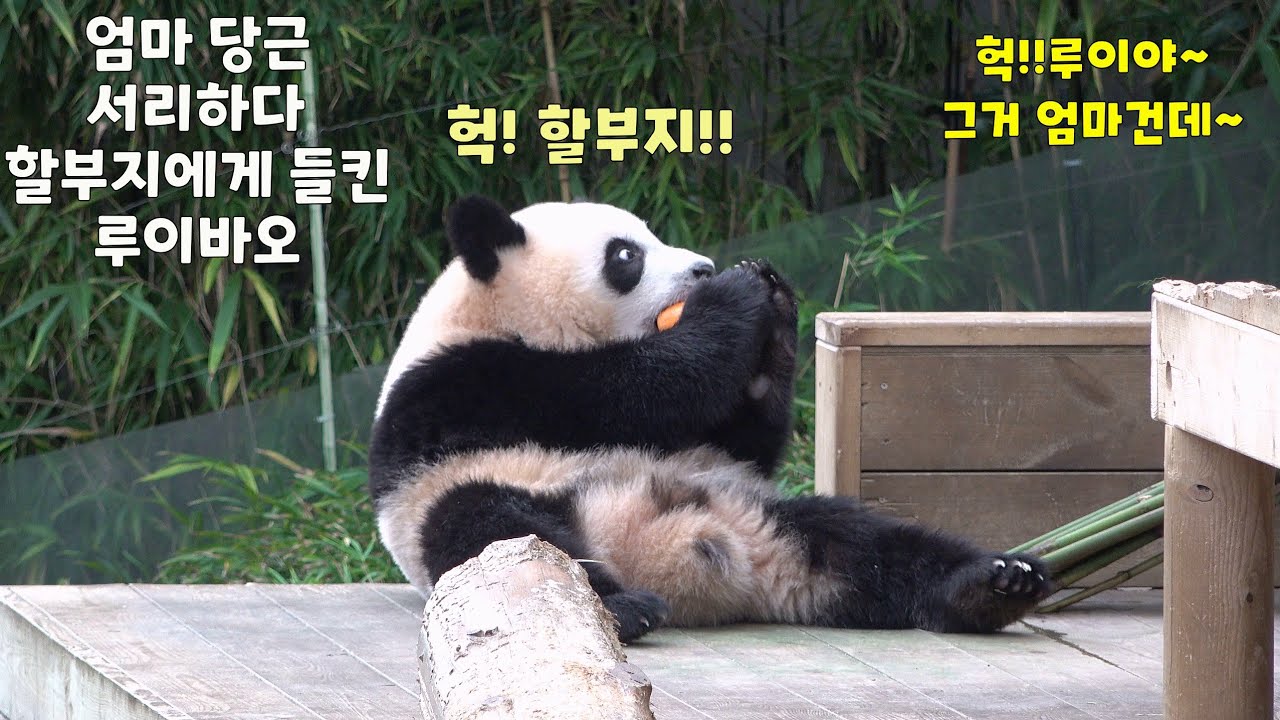 에버랜드 판다 엄마 당근 서리하다 할부지에게 들킨 루이바오 아이바오 당근 먹고있는 루이바오 귀여워 웃으시는 강바오님 맛있게 대나무 먹는 후이바오와 아이바오