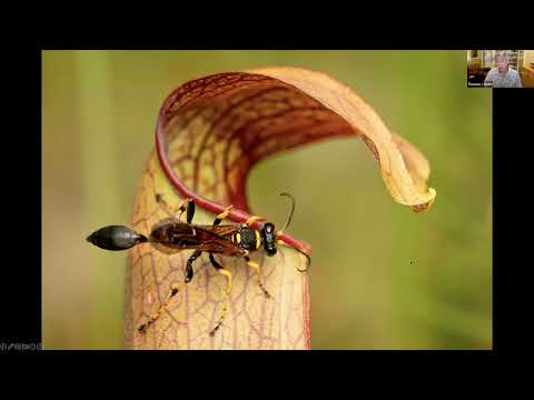Carnivorous Plants Up Close with Tom Astle - YouTube