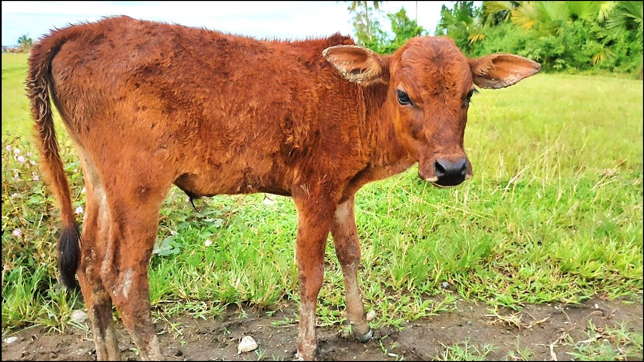 ANAK LEMBU SAPI MULAI TERKENA WABAH KURUS KERING KARENA KURANG ASI ...