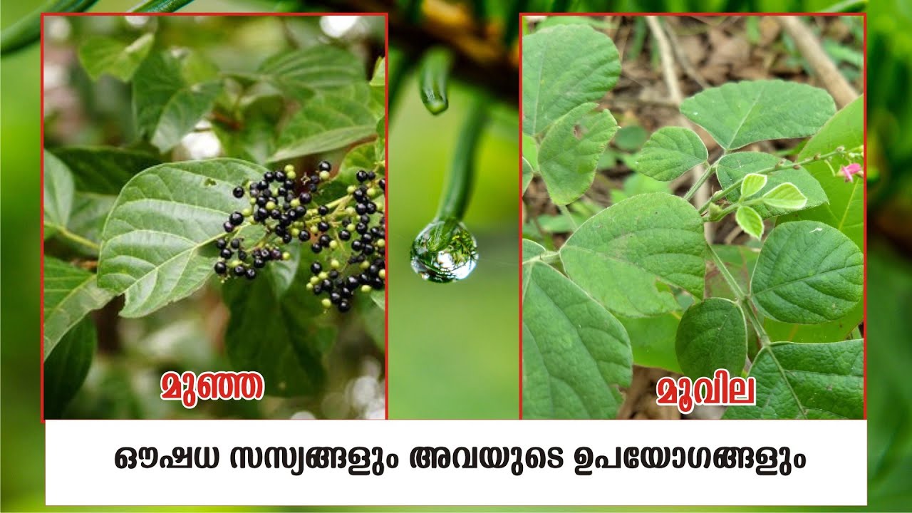 Medicinal Uses of Plant in Malayalam | മുഞ്ഞ (munja) | മൂവില(moovila ...