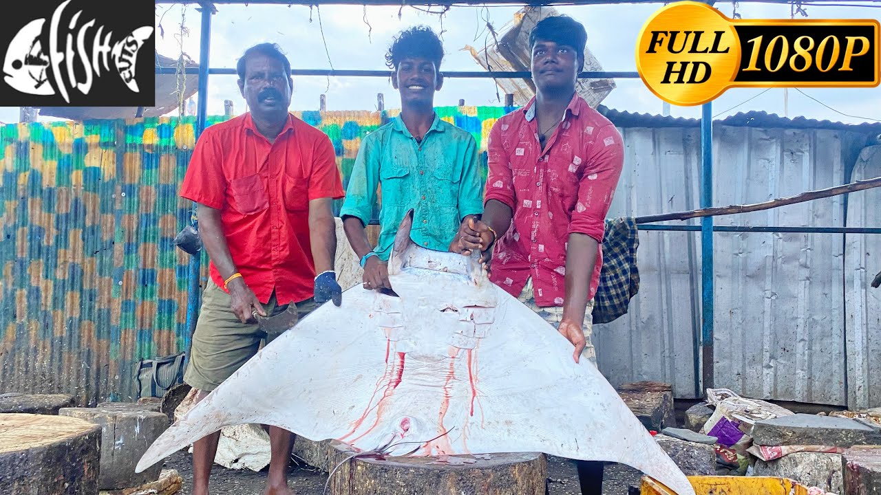 INCREDIBLE SIZE THIRUKAI FISH🔪😱KASIMEDU FISH CUTTING 🔪💪🏻@kffishcuts8652 ...