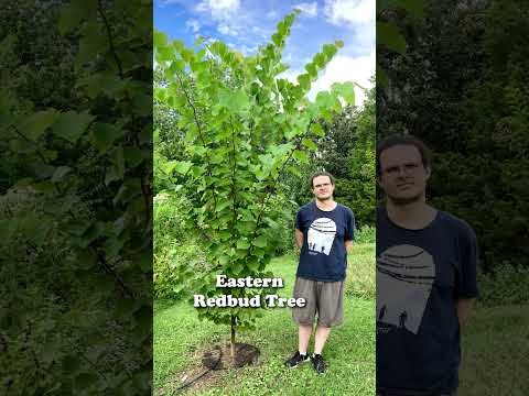 Is The Eastern Redbud An Understory Tree