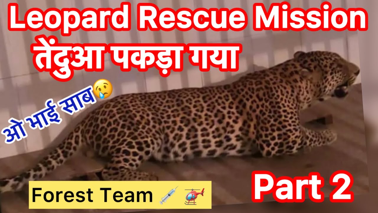 Leopard rescued-Patiala, Ropar (तेंदुआ पकड़ा गया) #leopard #trending # ...