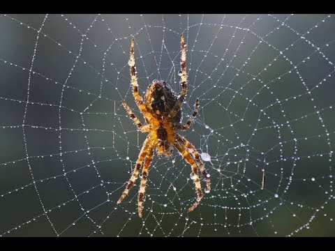 Örümcek Ağının Dayanıklılığı ve Manyetik Alan