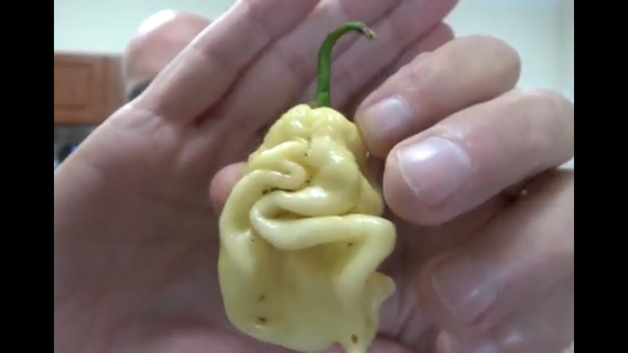 PODS PODS PODS...a day in the life...take a peak at this! Some of the ...