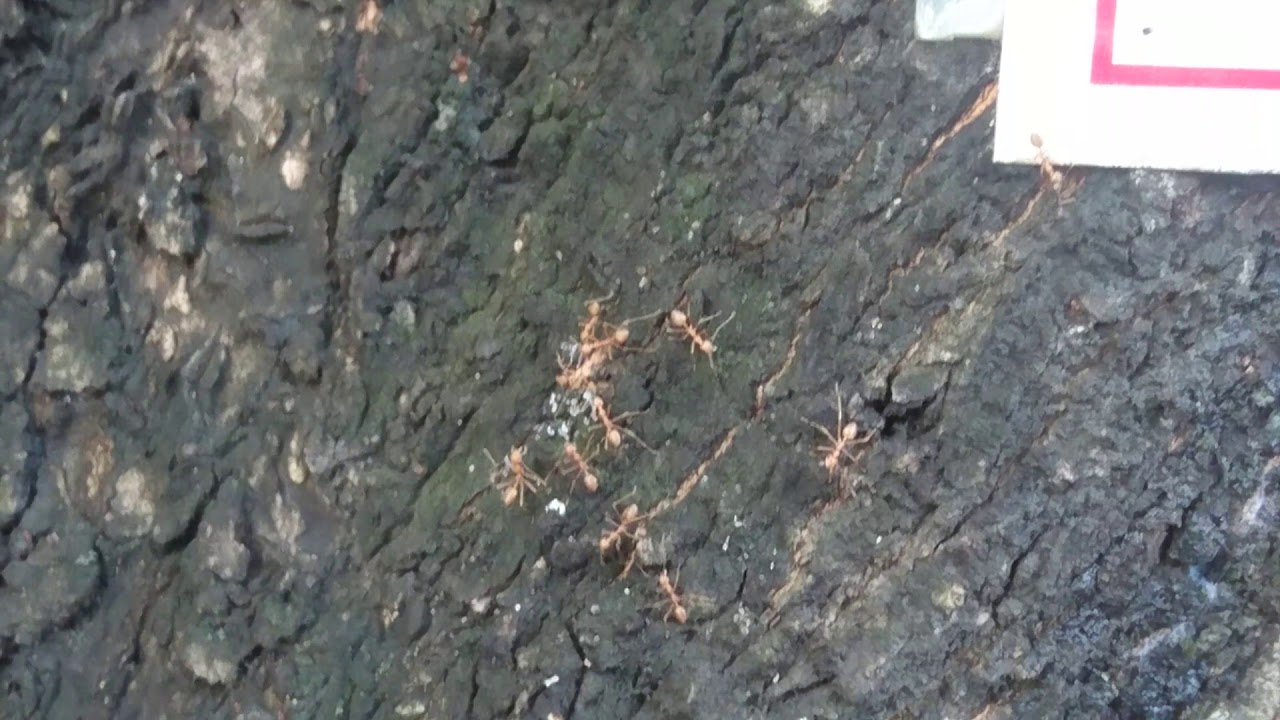 Ants mourning the death of an ant from the colony - YouTube