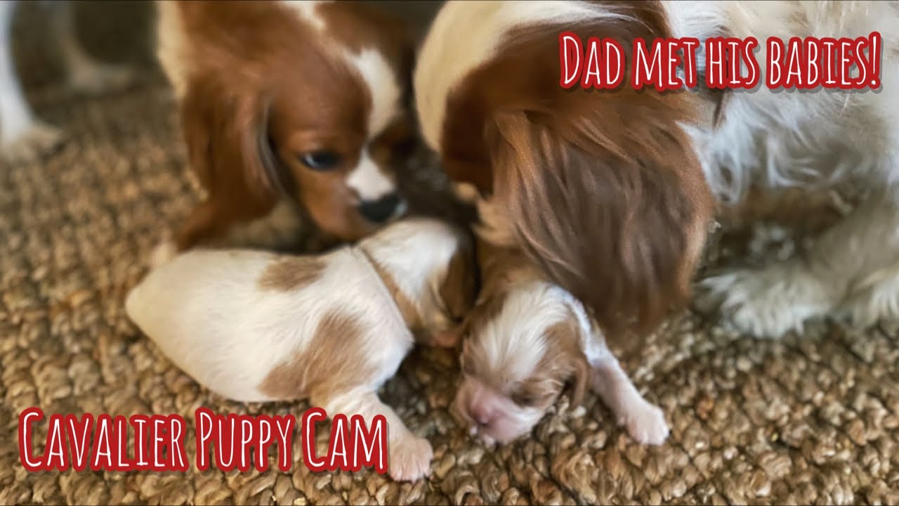 Cavalier Puppies Live: Pine Potty Training, Eyes Starting to Open! - YouTube