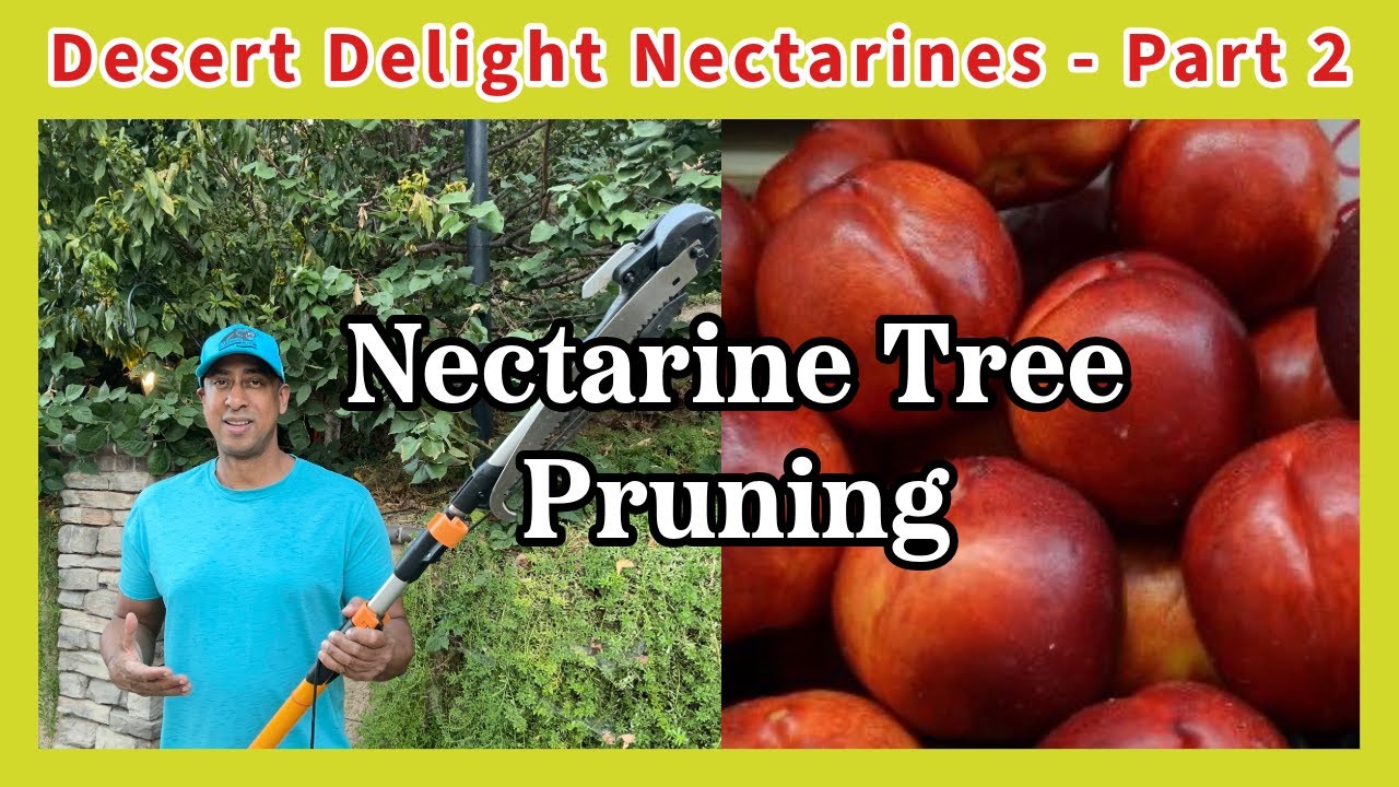Desert Delight Nectarine Tree Pruning Part 2 - YouTube