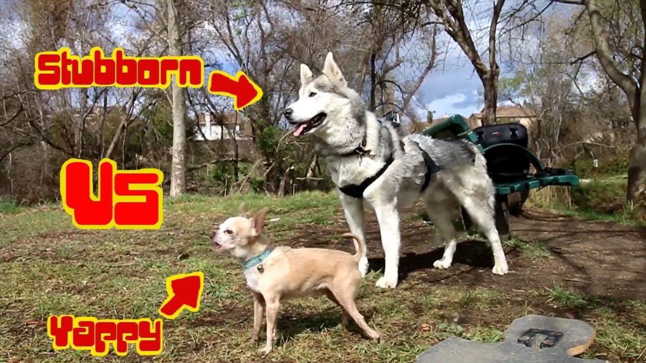 How To Choose The Right Dog Breed For YOU! THE BEST/EASIEST BEGGINER ...