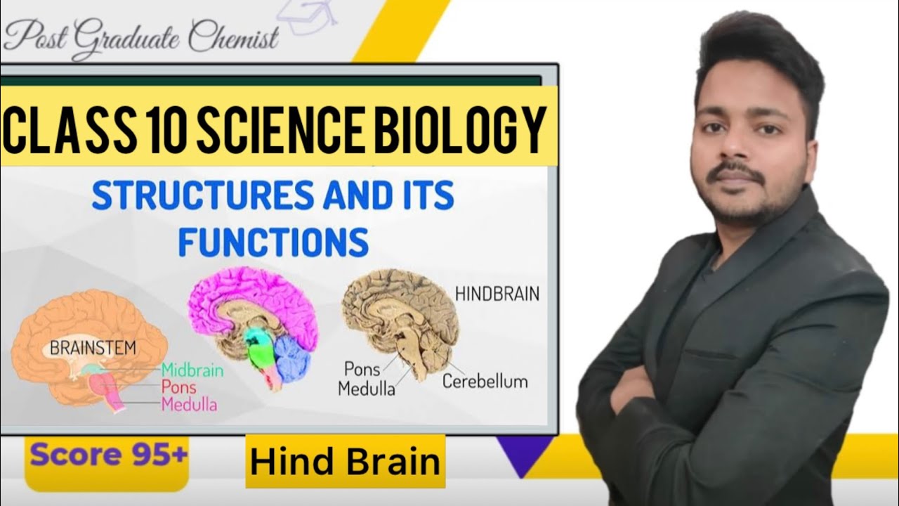 🔴 Central Nervous System (Hind brain) | Control and Coordination ...