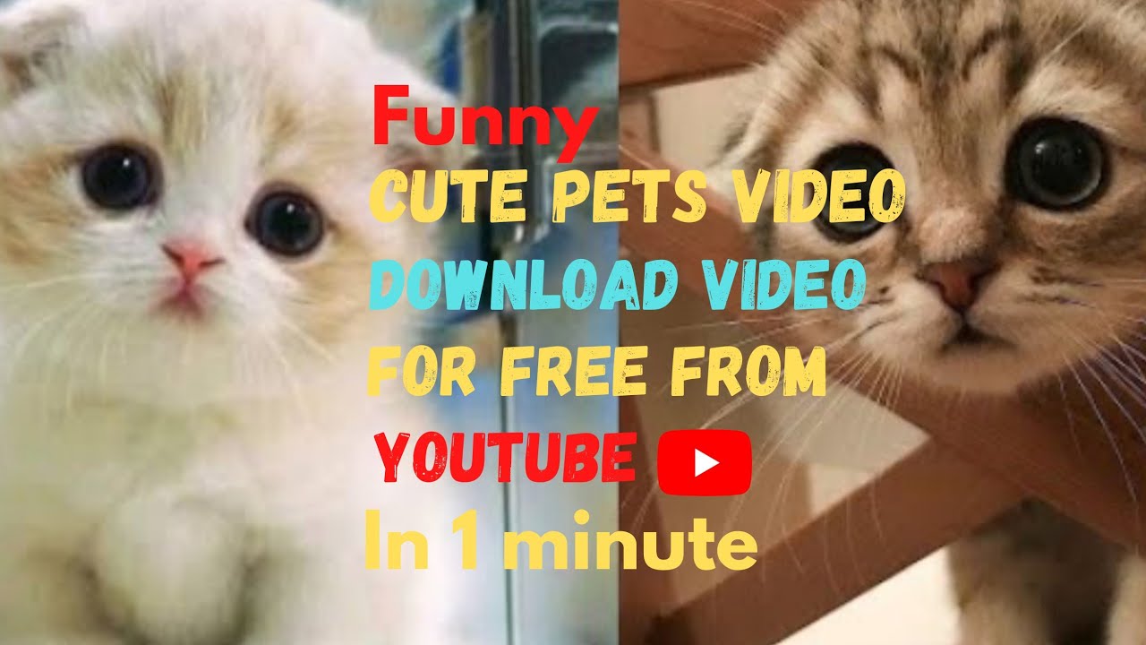 cute cat videos | cute pets | cats video - YouTube