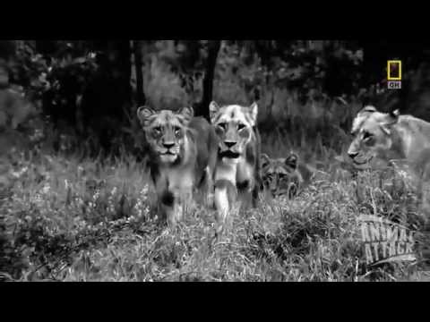 Belgesel Lion Mating & Hunting Life lions documentary   national geographic 2015