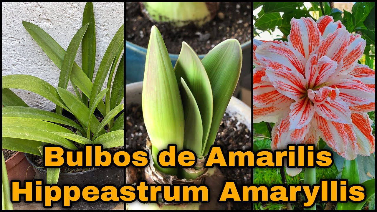 ESTO VALE EN ORO PARA TENER MAS BULBOS DE AMARILIS o AZUCENAS SANOS y ...