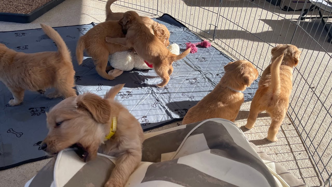 Live! 1 month old puppies playing outside! - YouTube