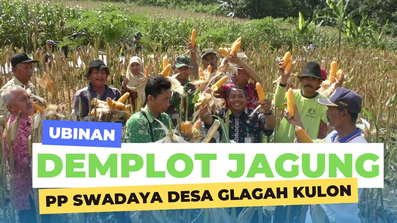 UBINAN DEMPLOT TANAMAN JAGUNG PP SWADAYA DESA GLAGAH KULON - YouTube