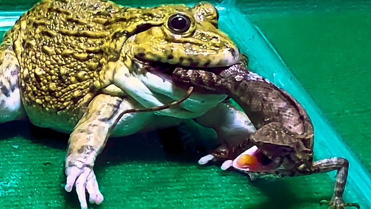 Show Pictures Of A Frog Eating Lizard