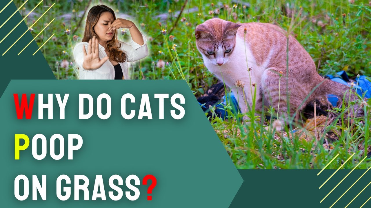 Why Do Cats Poop on Grass? Cat Owners Must Know - YouTube