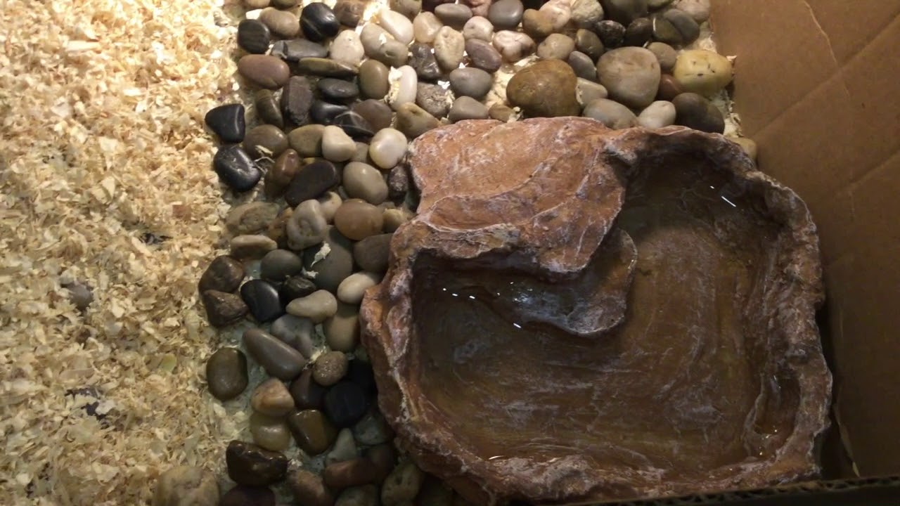 Turtles house! - YouTube