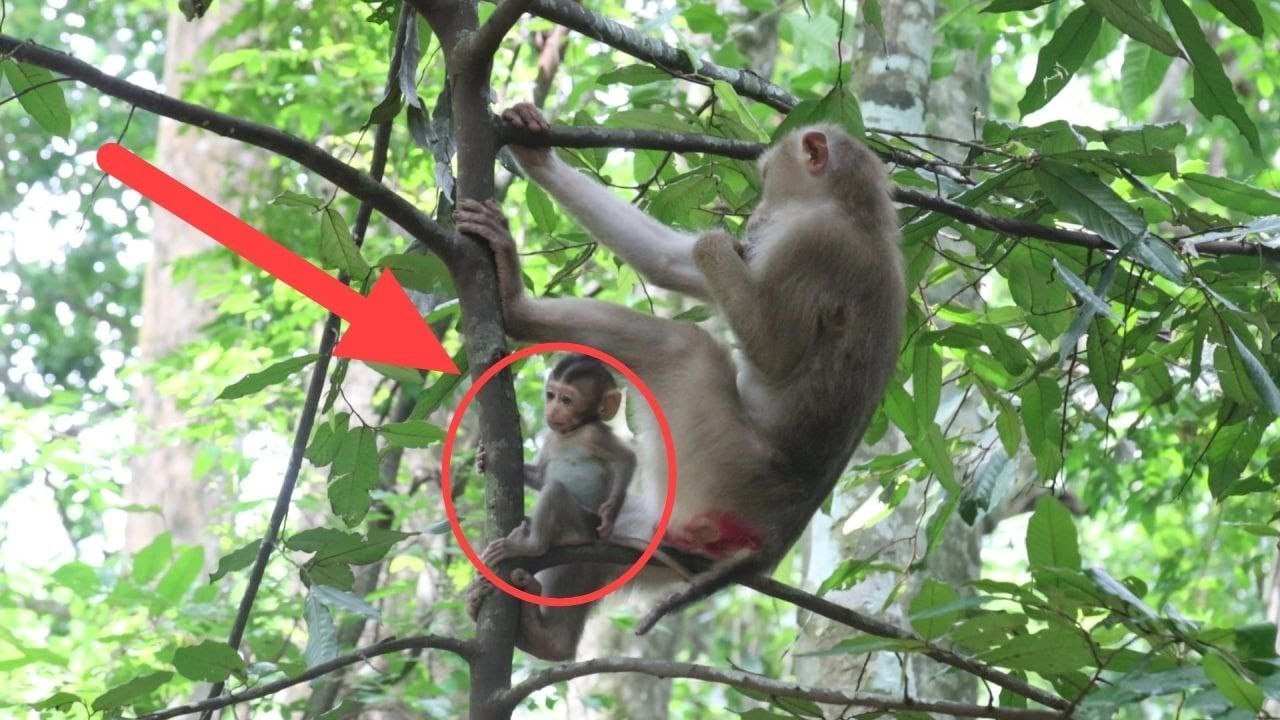 newly action monkey daily lifestyle at temple |cute monkey |smart ...
