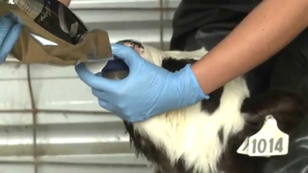 Teat Feeding with The Perfect Udder® Bag - YouTube