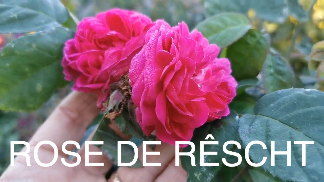 Rosa de Rescht in Flower in October - YouTube