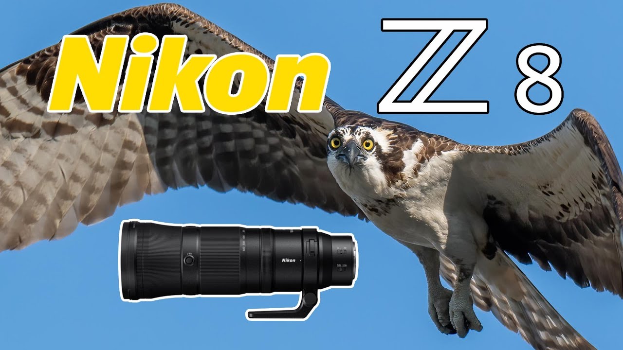 Nikon Z8 Birds In Flight 180-600mm Lens! - YouTube