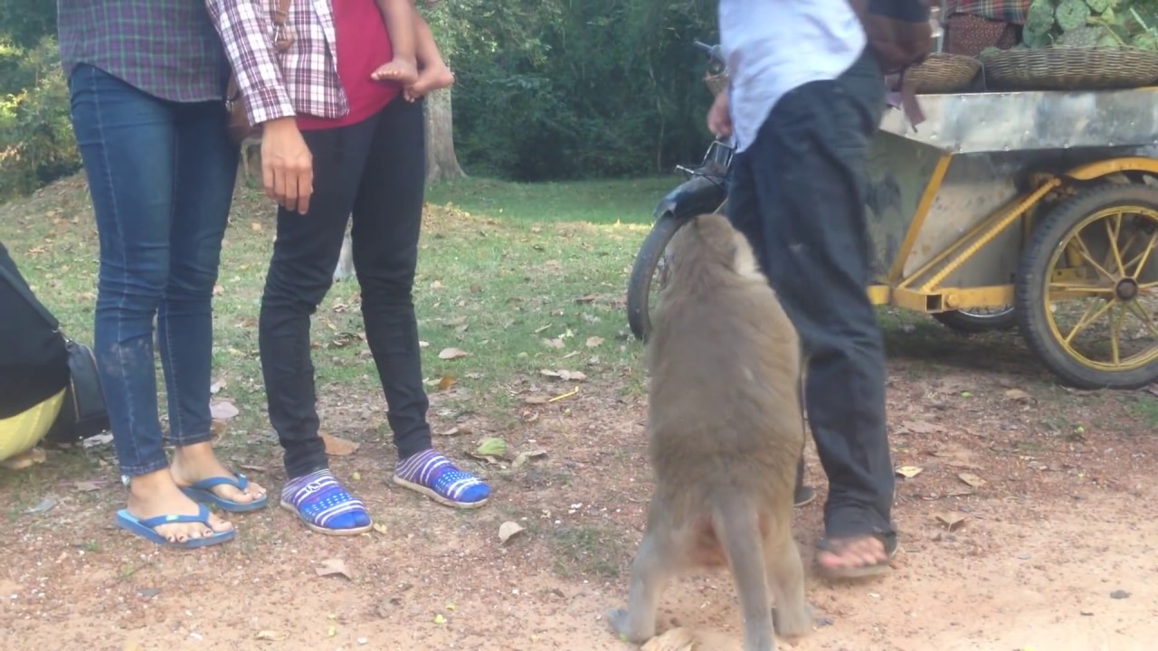 Monkey Meeting tourist - amazing monkey meeting tourist at angkor wat ...