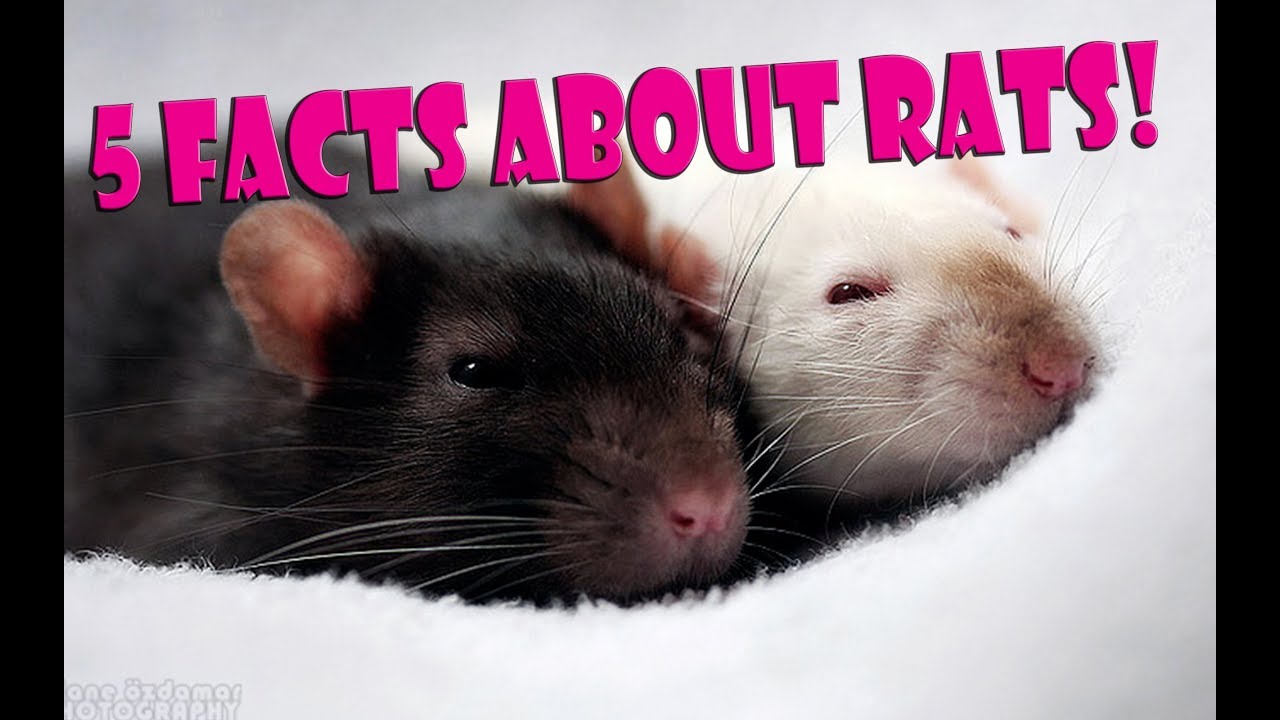 TOP 5 COOL FACTS ABOUT PET RATS YouTube top-5-cool-facts-about-pet-rats-youtube