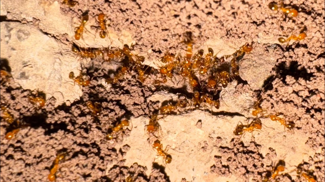 Relaxing Ants Feeding LIVE | Red Ants Eating Rice & Sugar | Relaxing ...