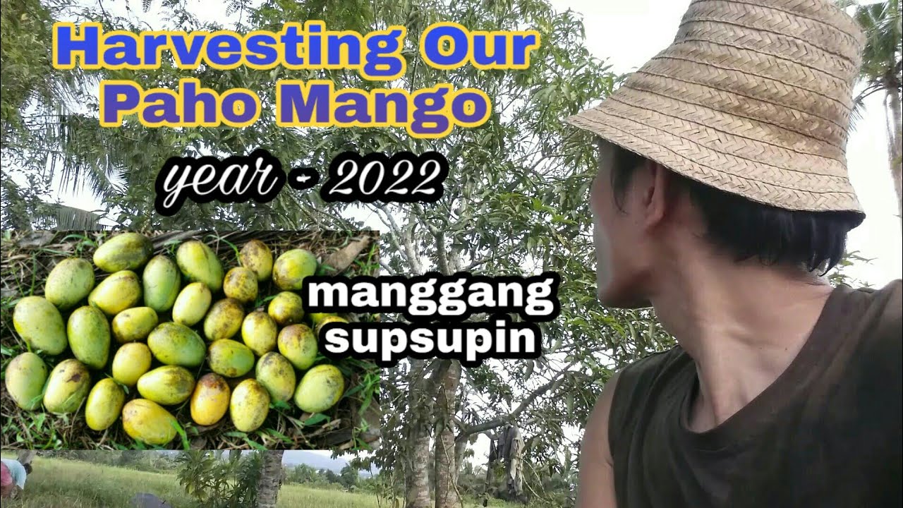 PAMIMITAS NG MANGGANG PAHO SA AMING PALAYAN / MANGGANG SUPSUPIN ...