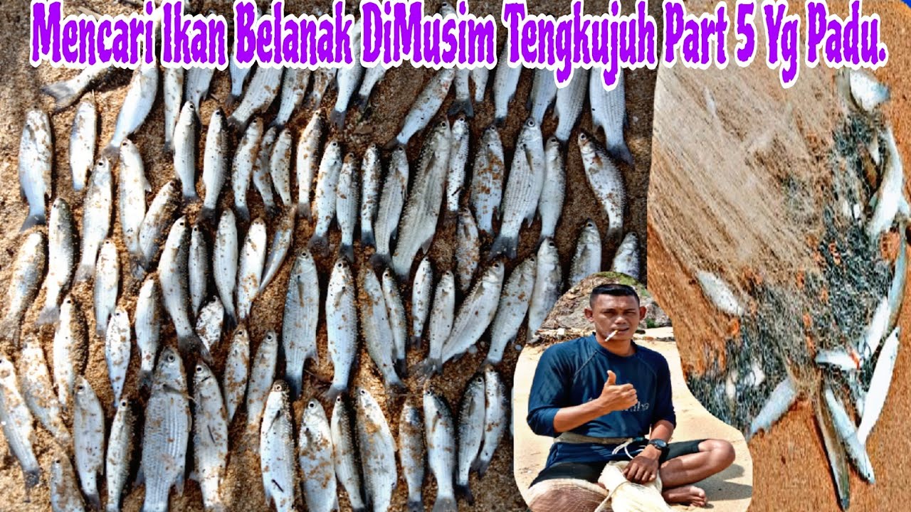 Castnet/Fishing, Mencari Ikan Belanak DiMusim Tengkujuh Part 5 mmg padu ...