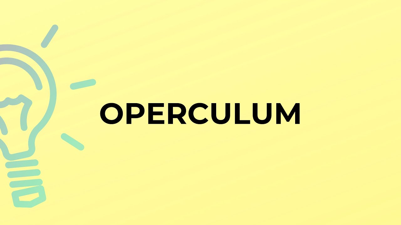 What is the meaning of the word OPERCULUM? - YouTube