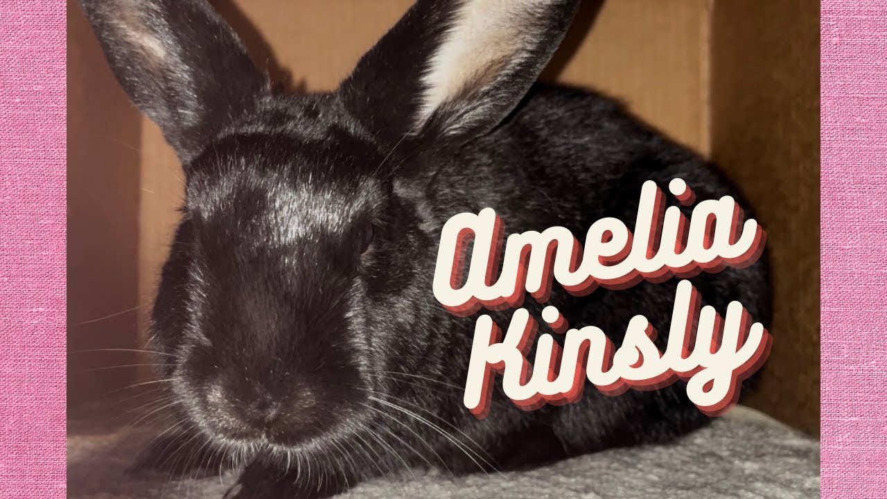 Adorable Dutch Bunny Rabbit Shares Her Salad with Calico Kitty Cat ...