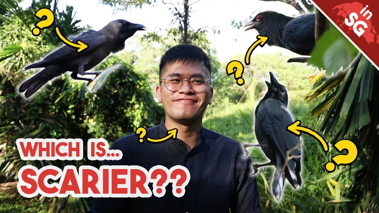 2 Crows, 1 Large Cuckoo Bird | Brood Parasitism between Crows and the ...