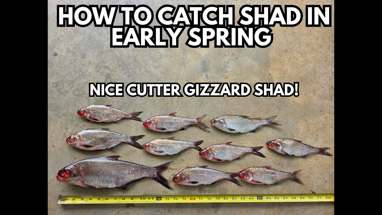 How to catch shad in early spring - YouTube