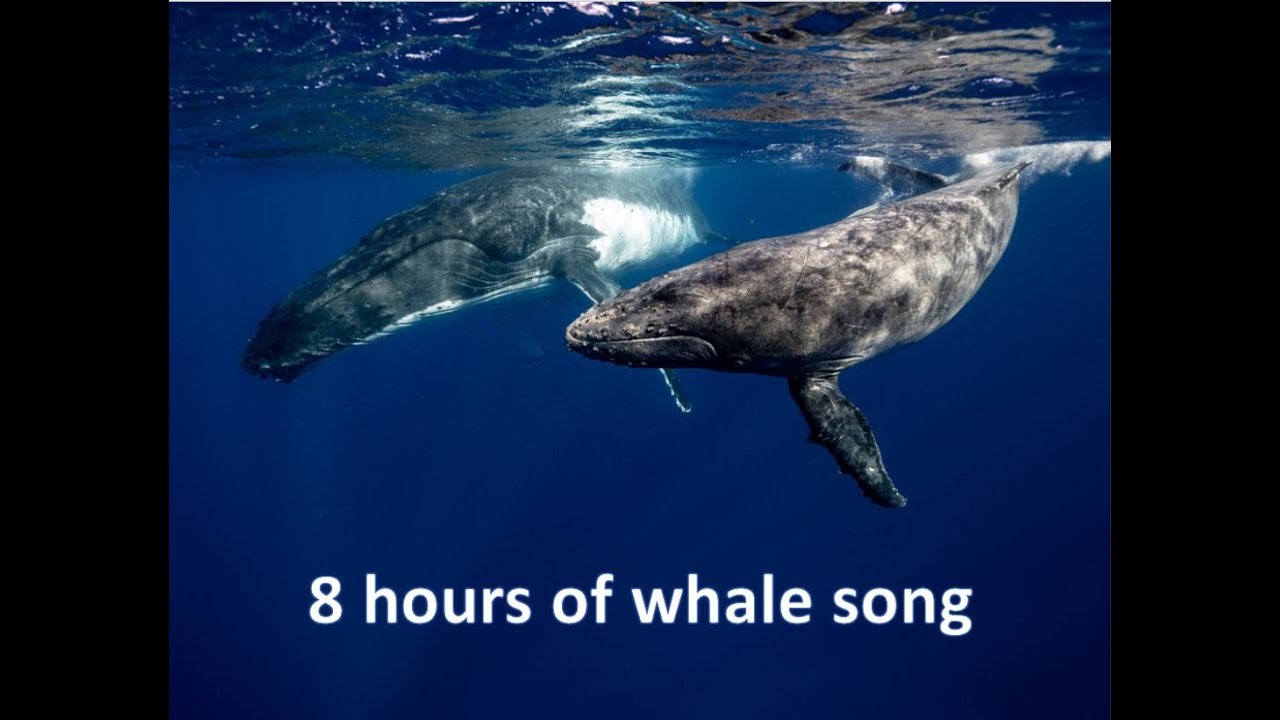 8 hours of whale song - YouTube