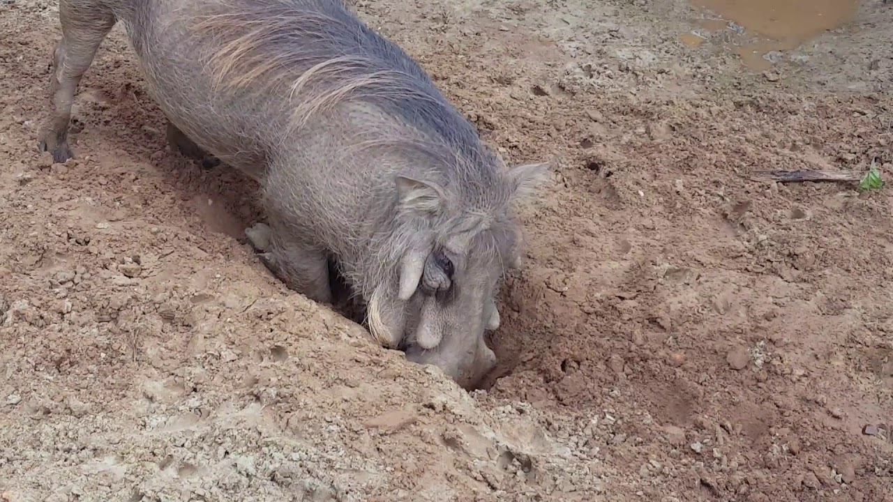 Warthog digs! - YouTube