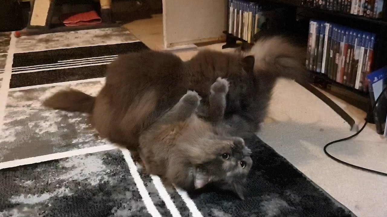 Cat Sibling Smackdown: Play Fight Gets a Little Rough! 🐾😼 - YouTube