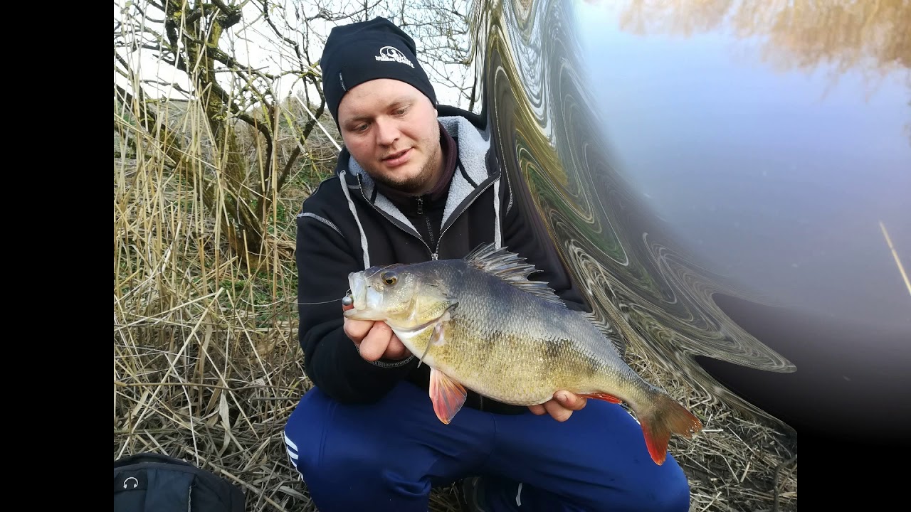perch season 2018 - YouTube