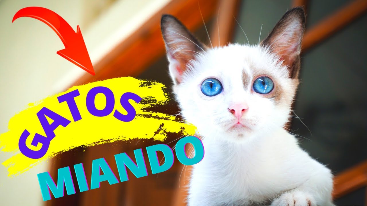 💓Gatos Miando - Gatos Miando CHAMANDO outros Gatos - YouTube
