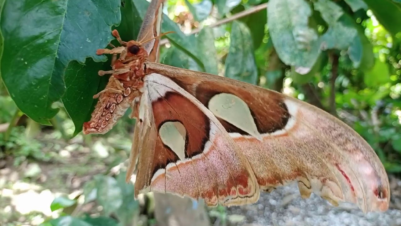 MARIPOSA BUTTERFLY in province | Philippines || Sheryl Ohm - YouTube