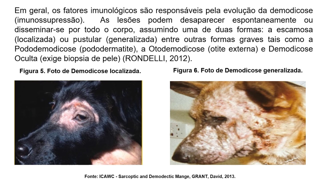Demodex canis E SUA IMPORTÂNCIA EM MEDICINA VETERINÁRIA - YouTube
