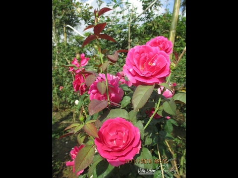Grande Dame Rose (Hybrid Tea rose) - Tom Carruth - YouTube