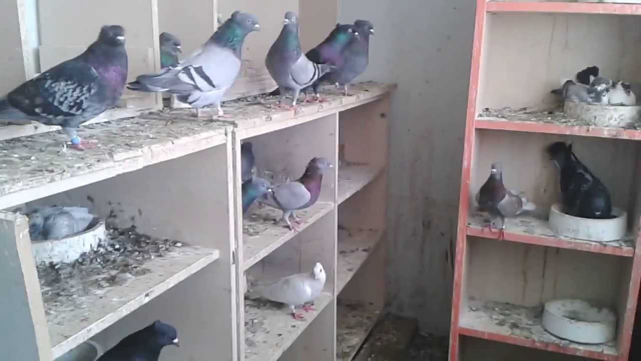 golubovi Nenad Jevtić Selevac - YouTube