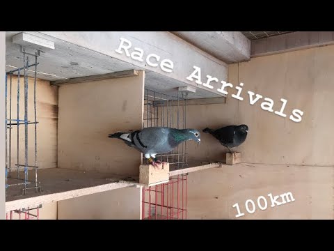 Belgian Racing Pigeons : Last Sundays Very WINDY 100km Race arrivals ...
